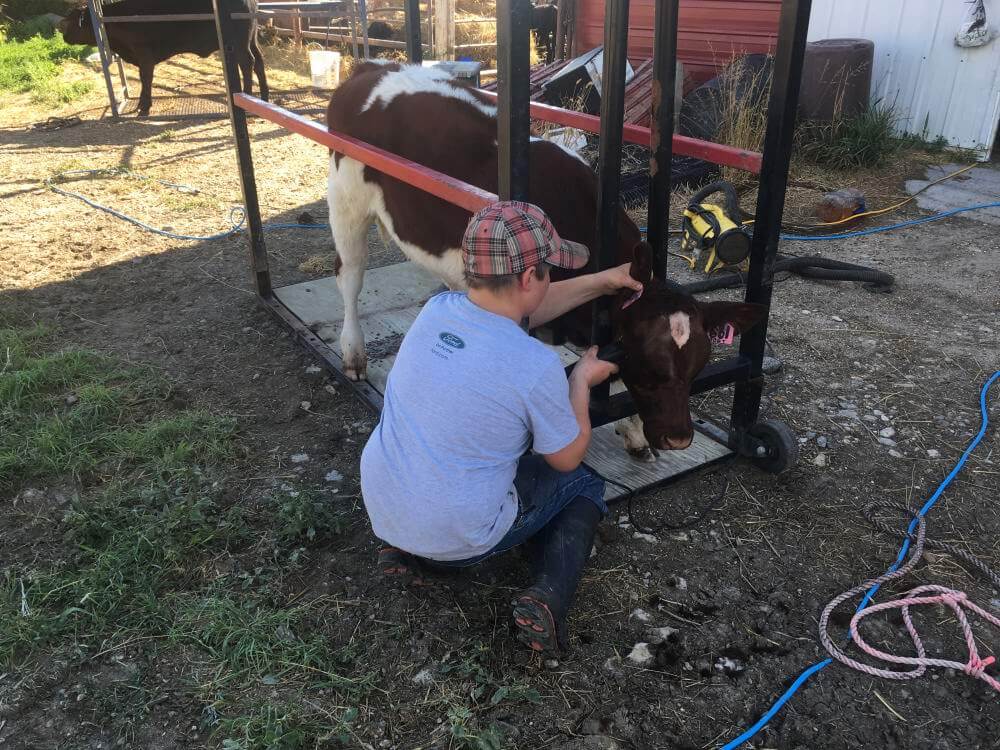 Buying Cattle in South Dakota: Tips for First-Time Ranch Buyers